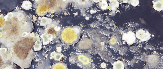 OMG, Moldy Water! Don't Panic (Here's What to Do ASAP)